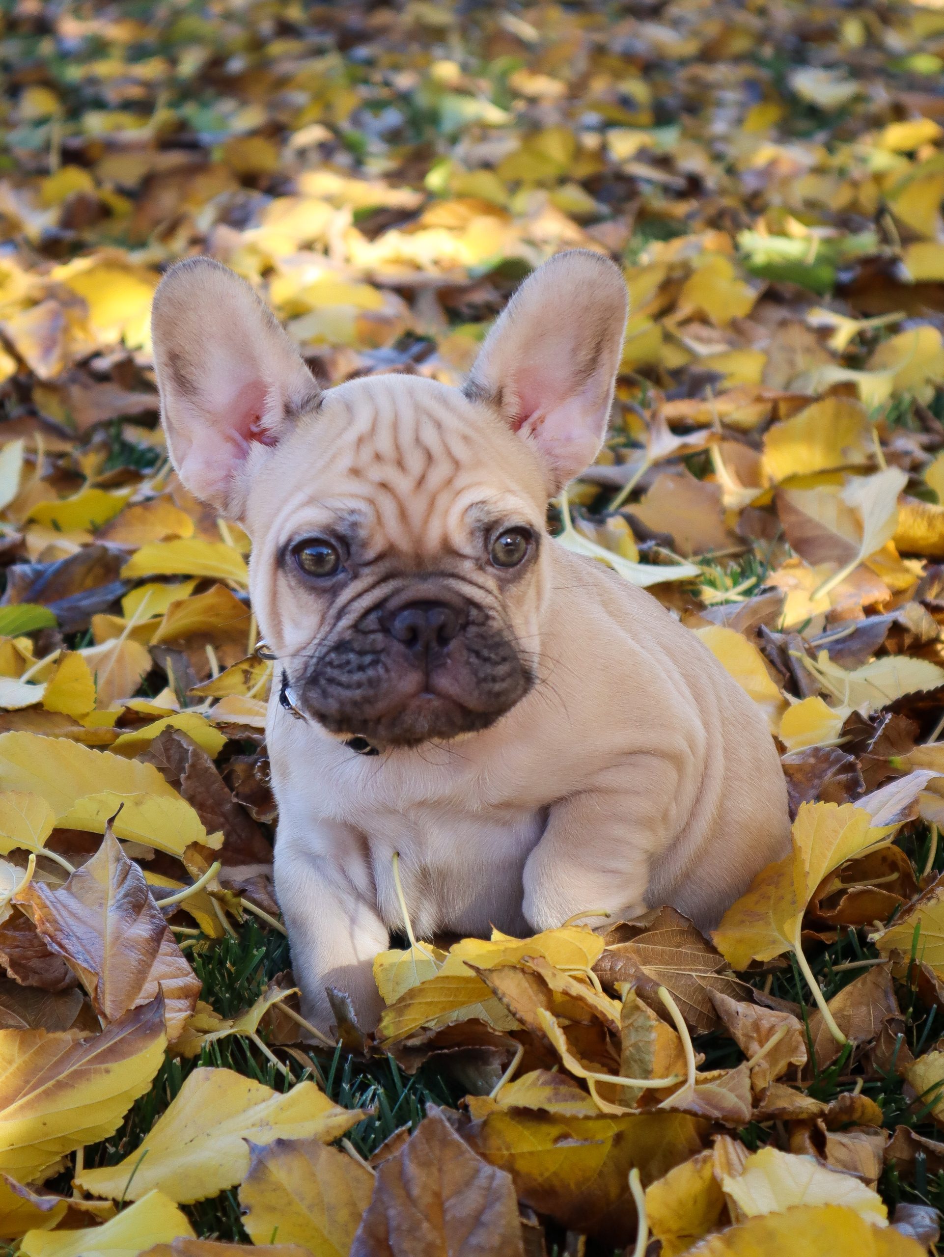 Our Boys – Haute Shot Frenchies